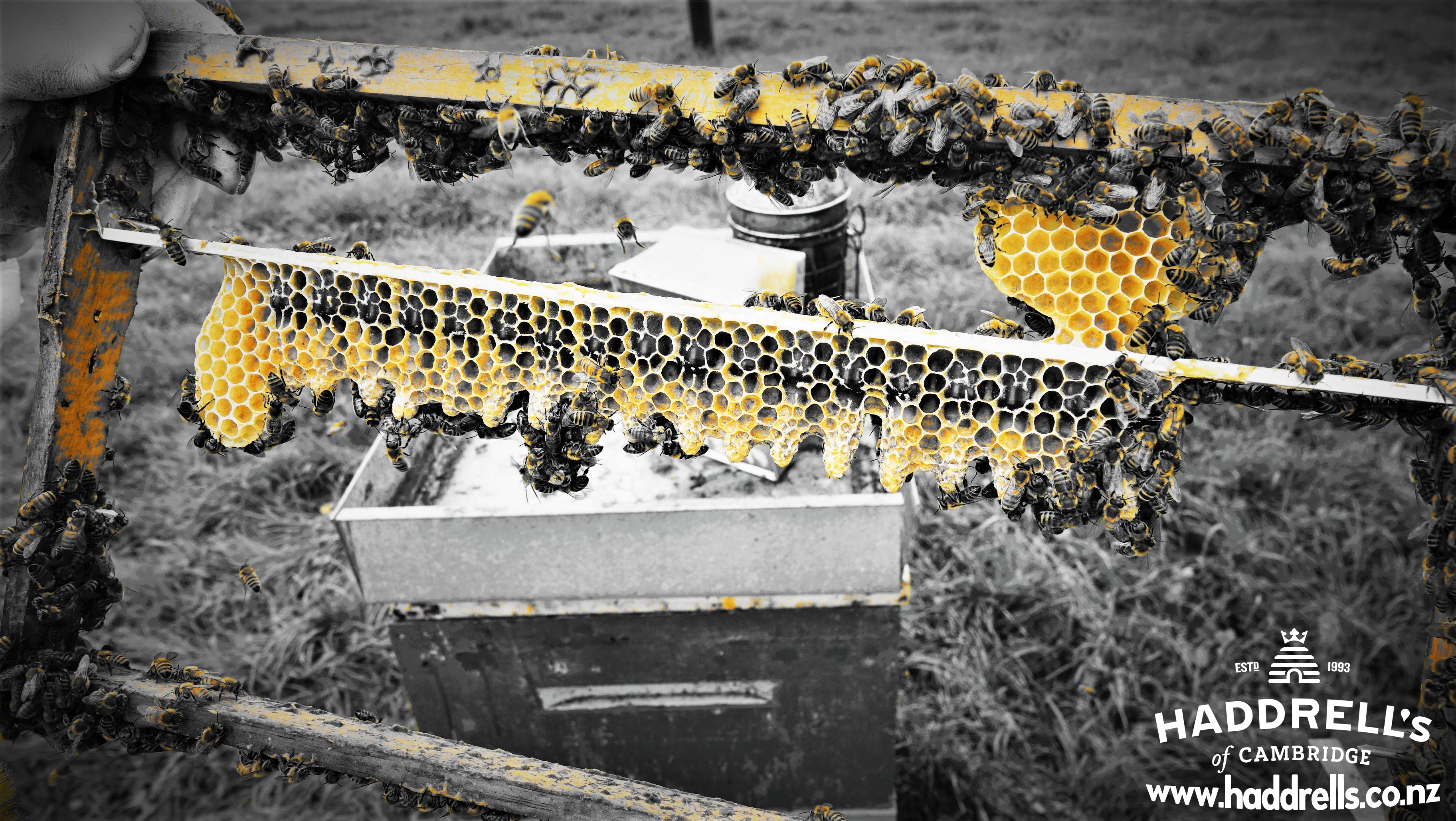 Manuka Raw Honey Collection | Apiterra – Apiterra, Inc