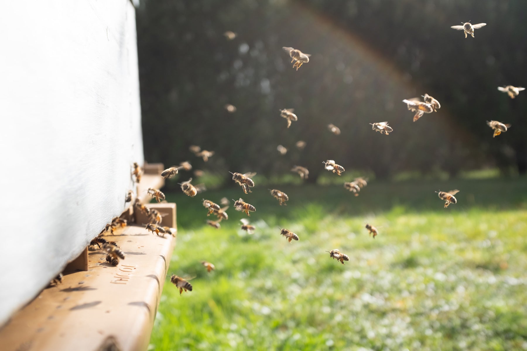 Raw Honey in Bulk | Apiterra – Apiterra, Inc